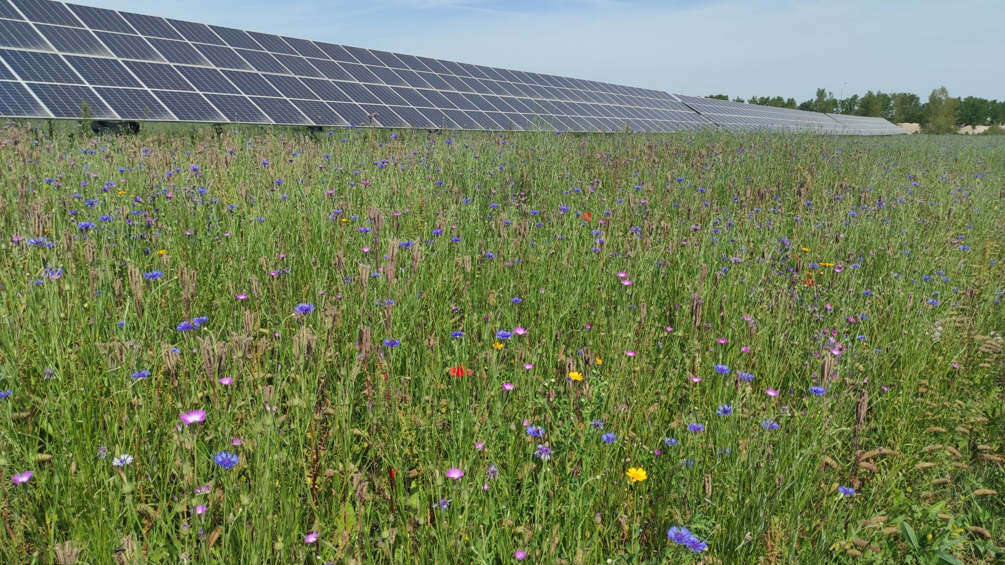 À Montréal, Solutions30 réalise une centrale agrivoltaïque de 5,2 MWc ...