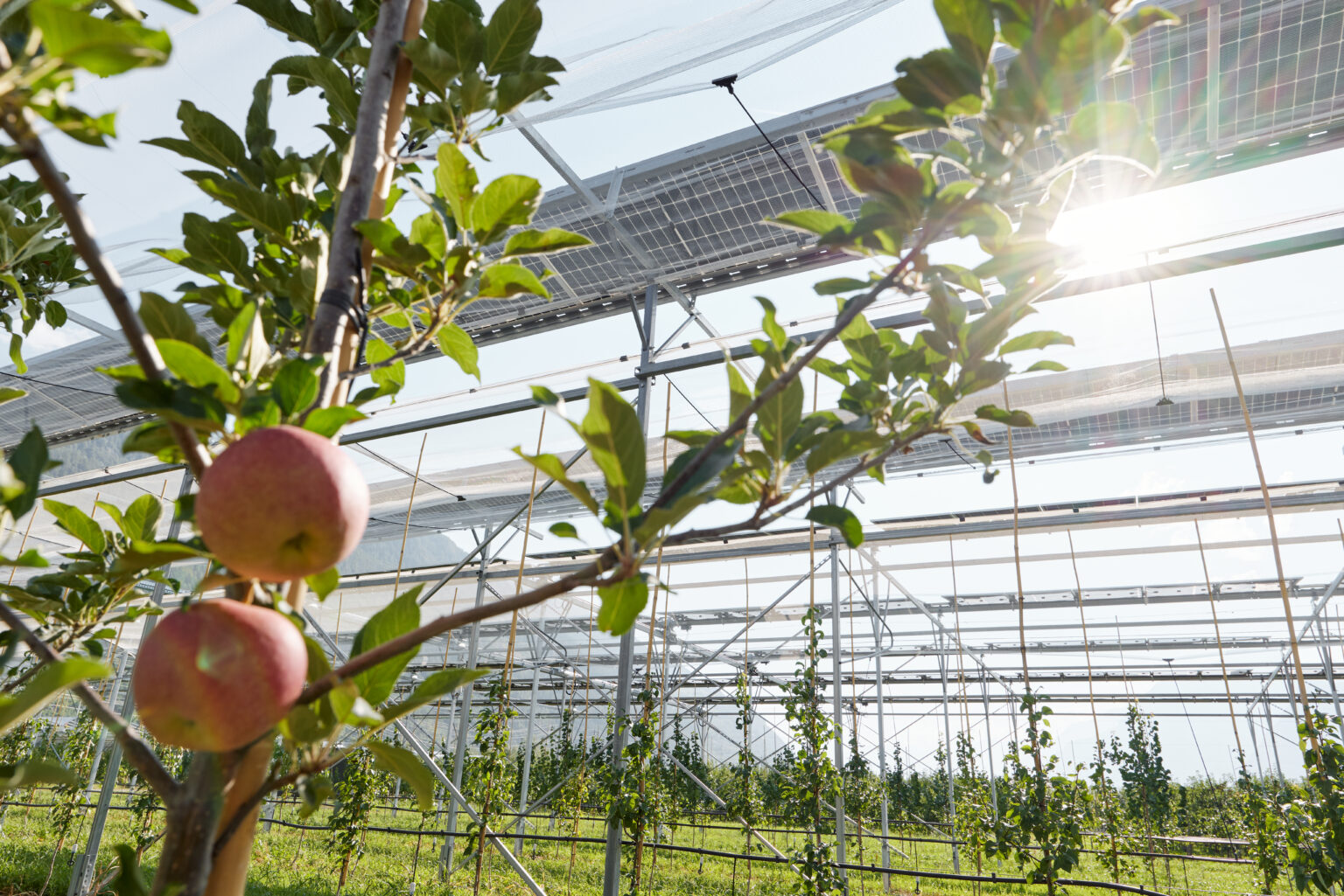 [L’installation du jour] En Suisse, Insolight développe l’agrivoltaïsme ...